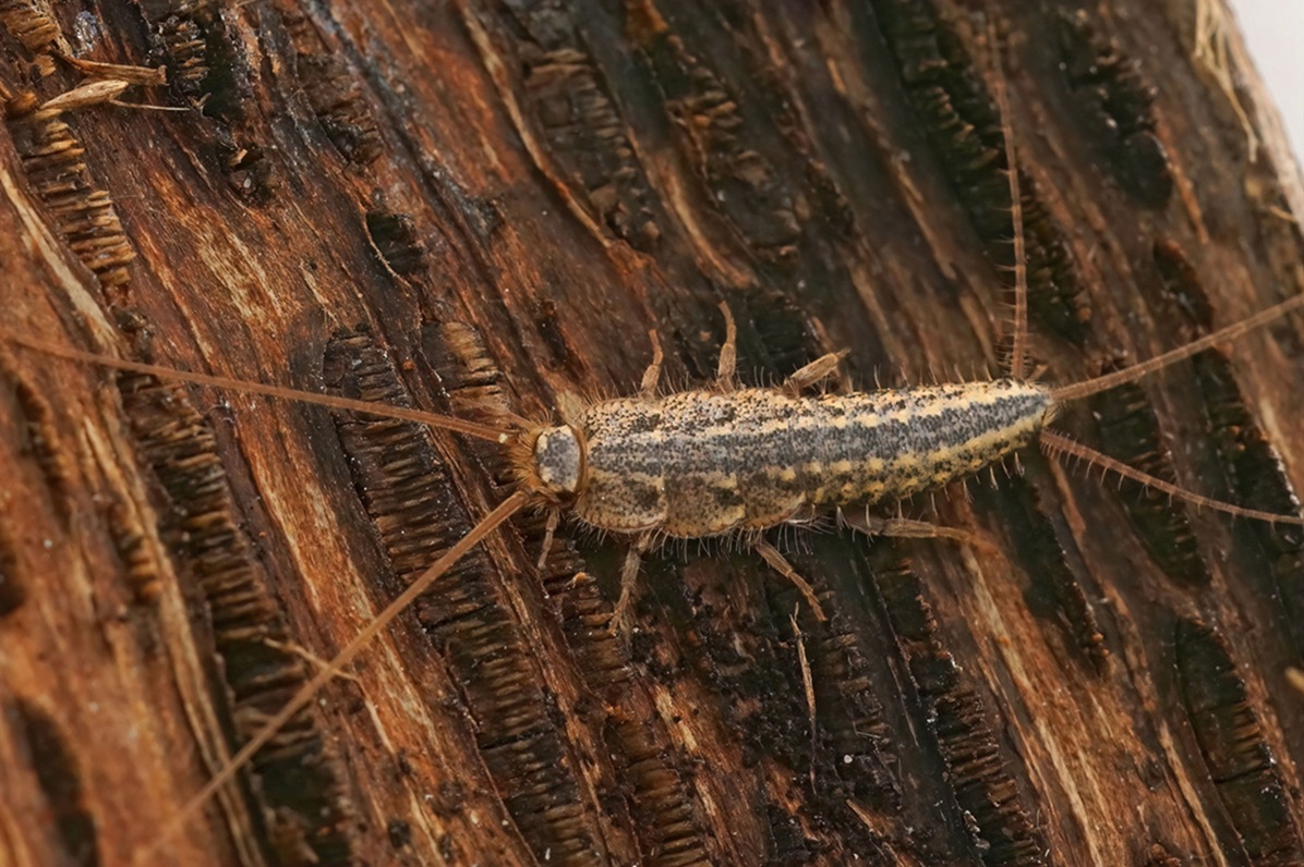 Should You Be Worried If You Have A Silverfish Infestation In Your ...